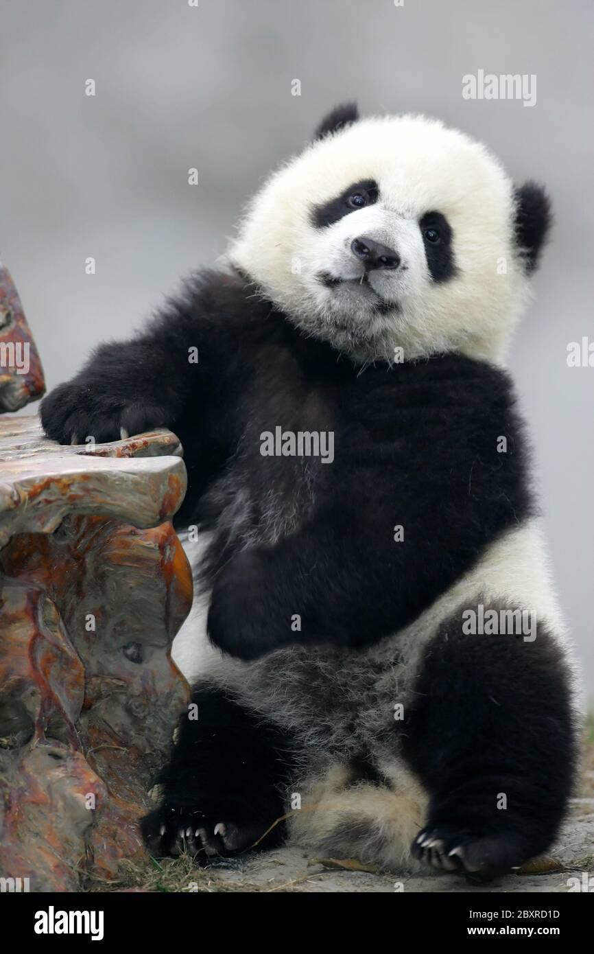 Giant Panda Cub Stock Photo - Alamy