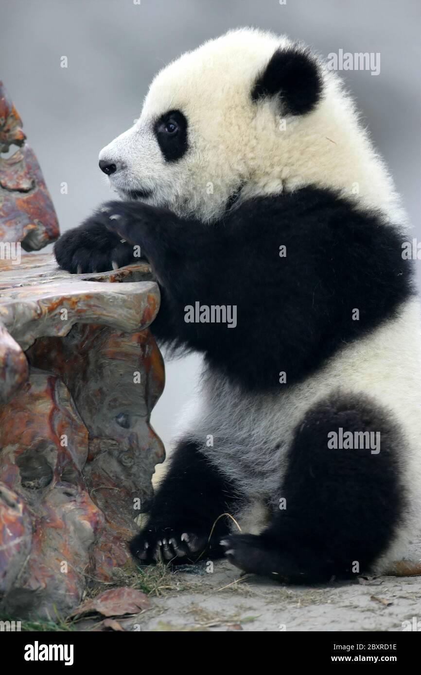 Giant Panda Cub Stock Photo - Alamy