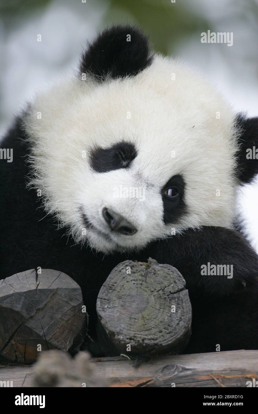Giant Panda Cub Stock Photo - Alamy