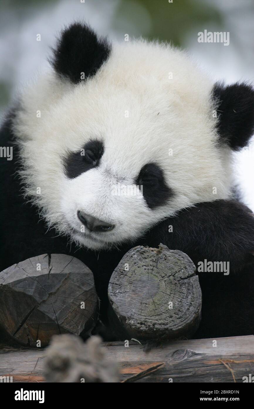 Giant Panda Cub Stock Photo - Alamy
