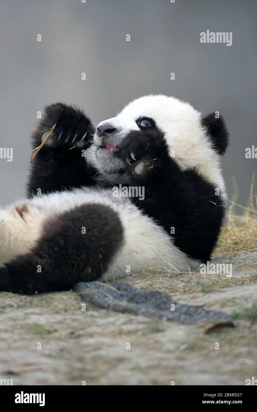 Giant Panda Cub Stock Photo - Alamy