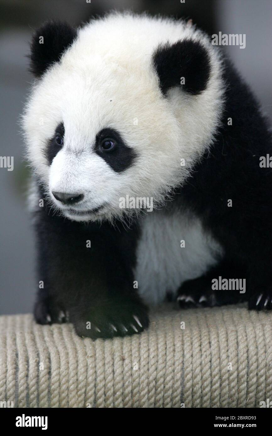 Giant Panda Cub Stock Photo - Alamy