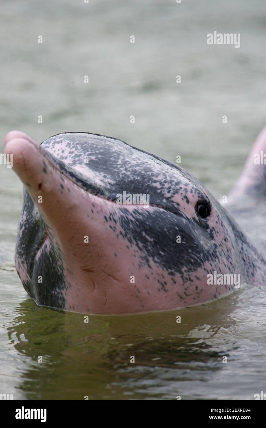 Mammal tongue dolphin tooth head hi-res stock photography and images ...