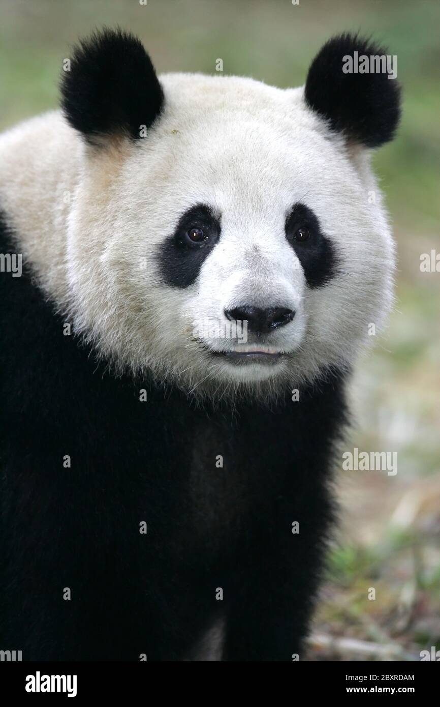 Giant lazy panda bear hi-res stock photography and images - Alamy