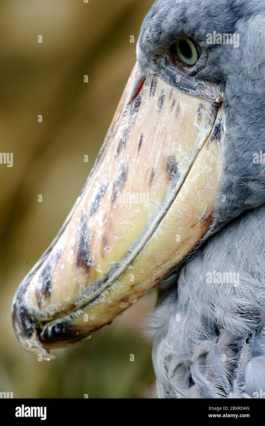 Birds shoebill hi-res stock photography and images - Alamy
