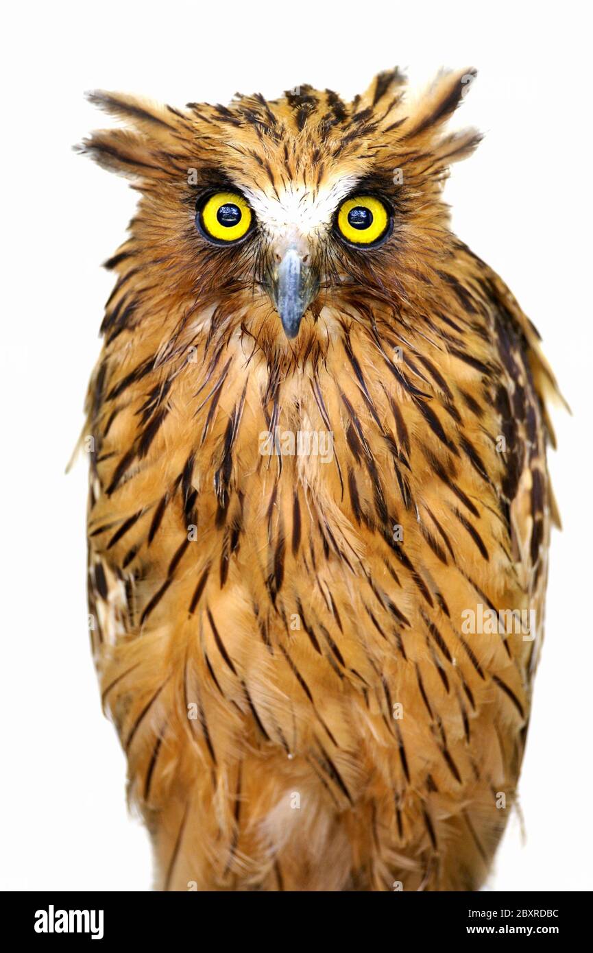 Malay wildlife hi-res stock photography and images - Alamy