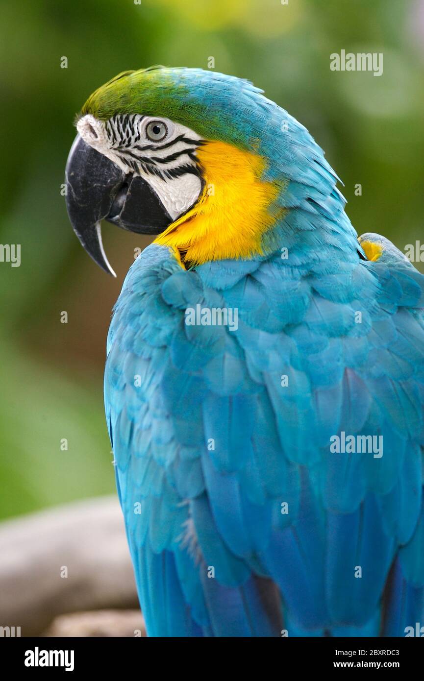 Rainbow macaws hi-res stock photography and images - Alamy