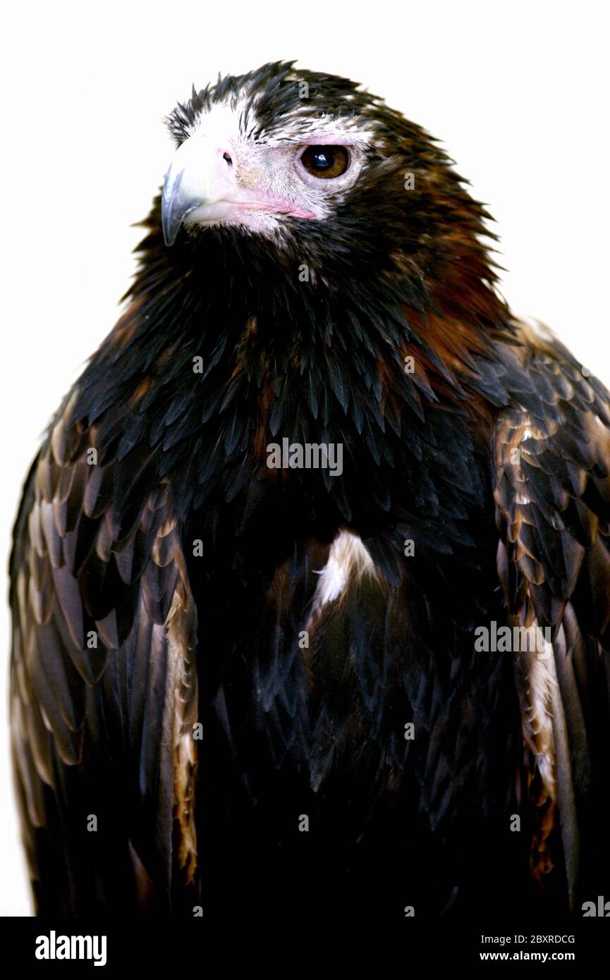 Wedge Tail Eagle Stock Photo - Alamy