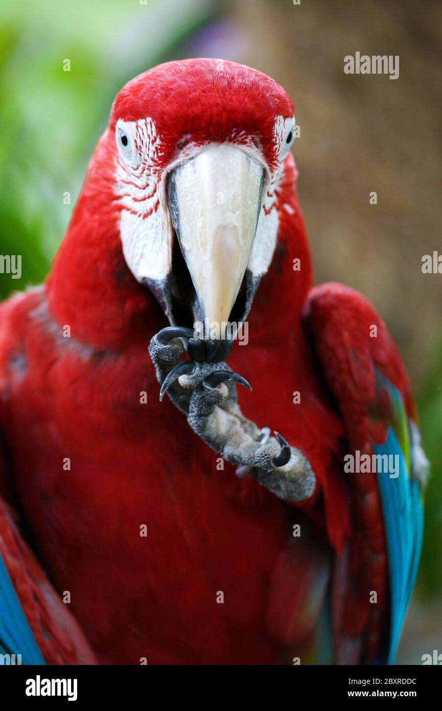 Amazon macaws branch hi-res stock photography and images - Alamy