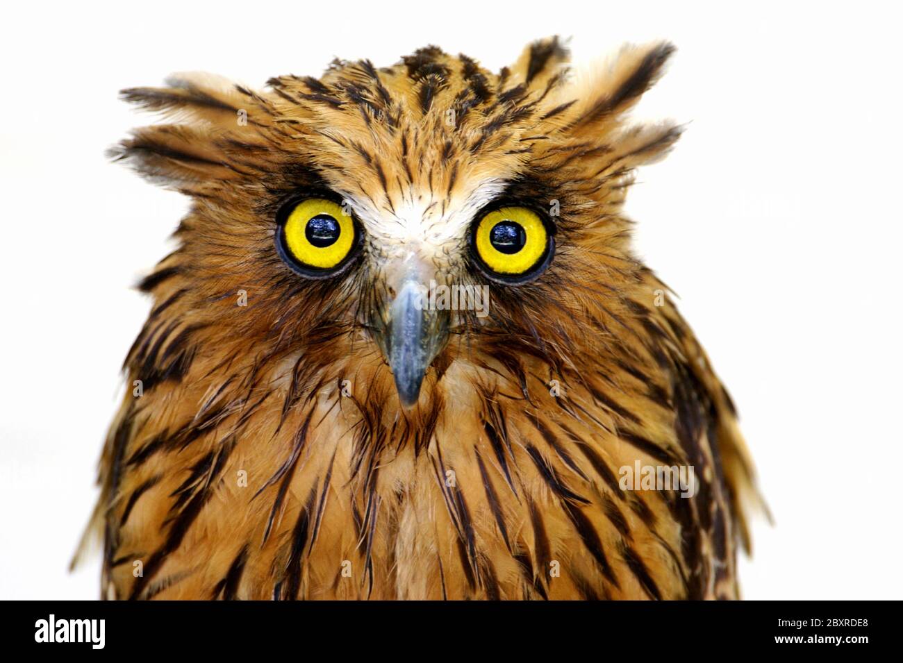 Malay fish owl hi-res stock photography and images - Alamy