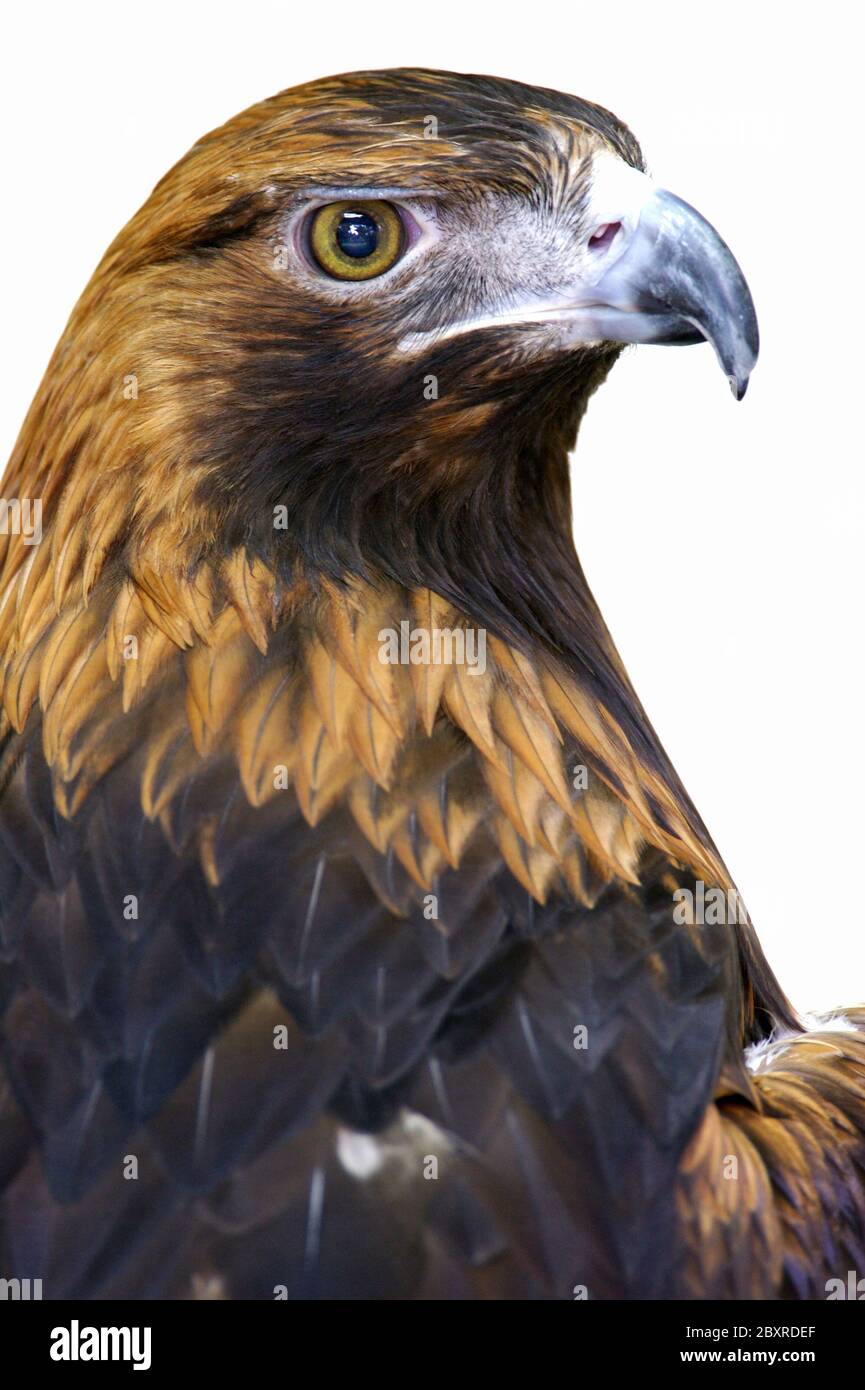 Calm eagle hi-res stock photography and images - Alamy