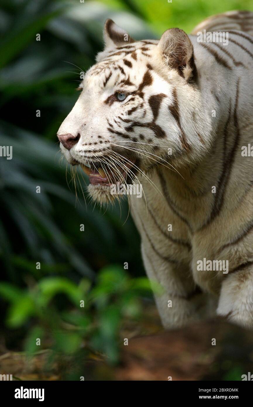 Tiger hair hi-res stock photography and images - Alamy