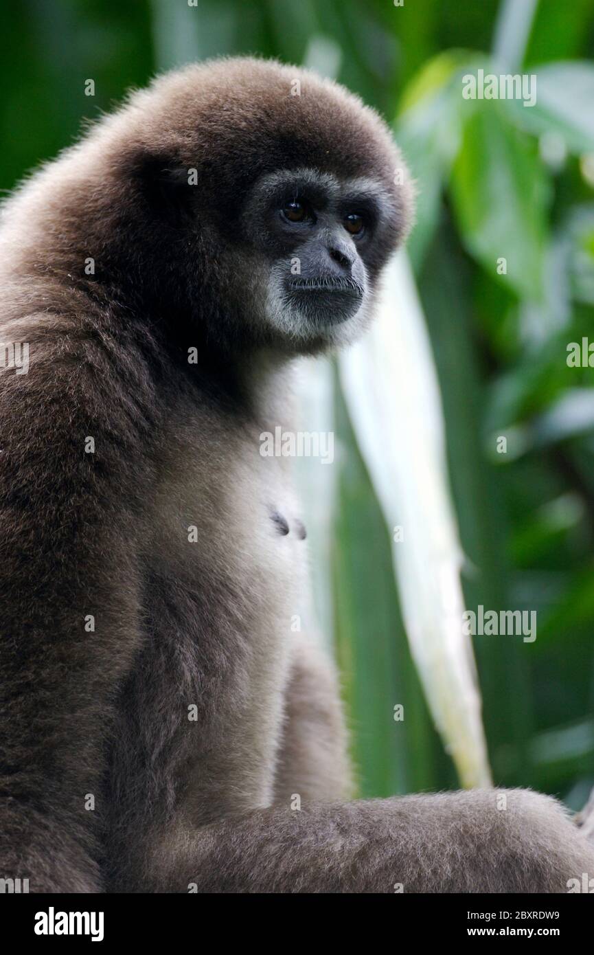 White Handed Gibbon Stock Photo - Alamy