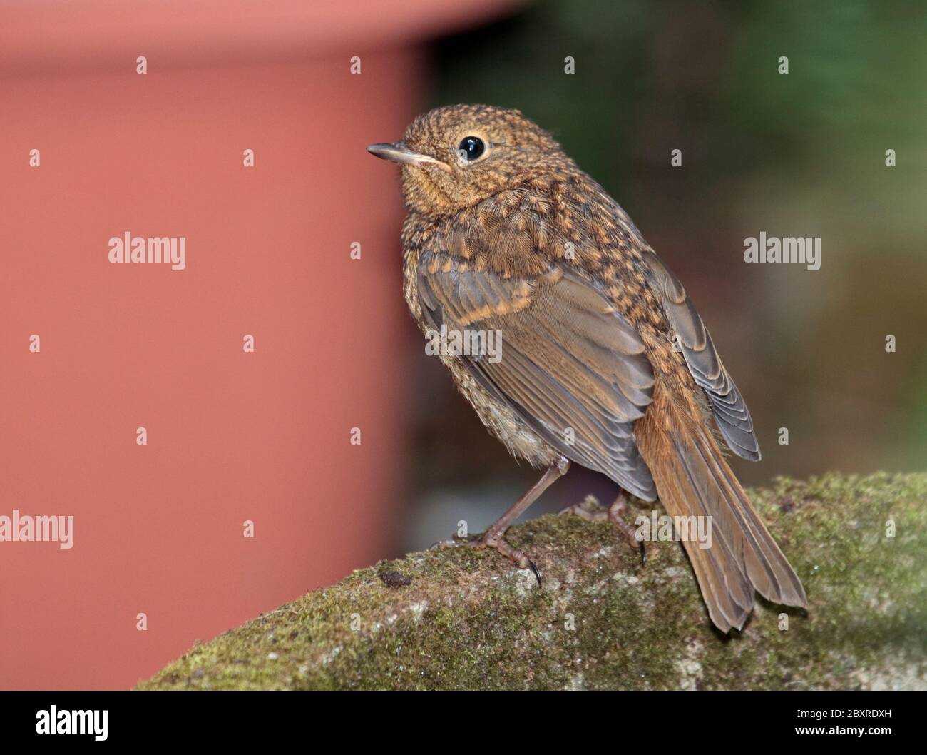 European Robin Fledgling (erithacus rubecula), UK Stock Photo - Alamy