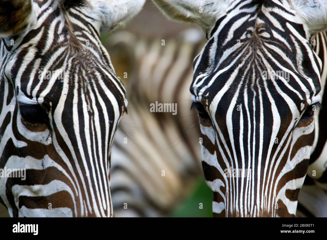 African zebra hi-res stock photography and images - Alamy