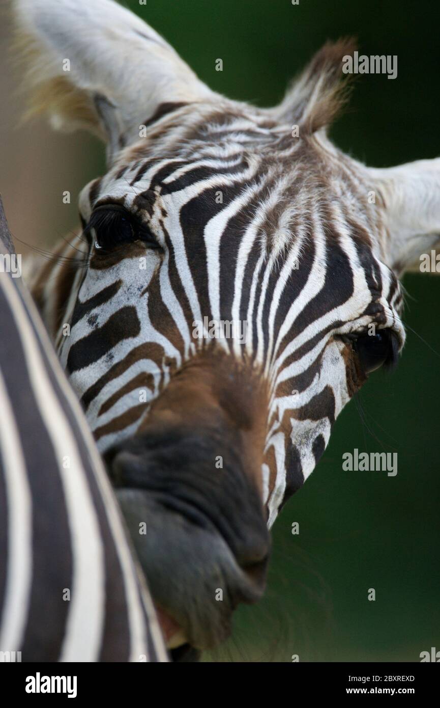 African zebra hi-res stock photography and images - Alamy