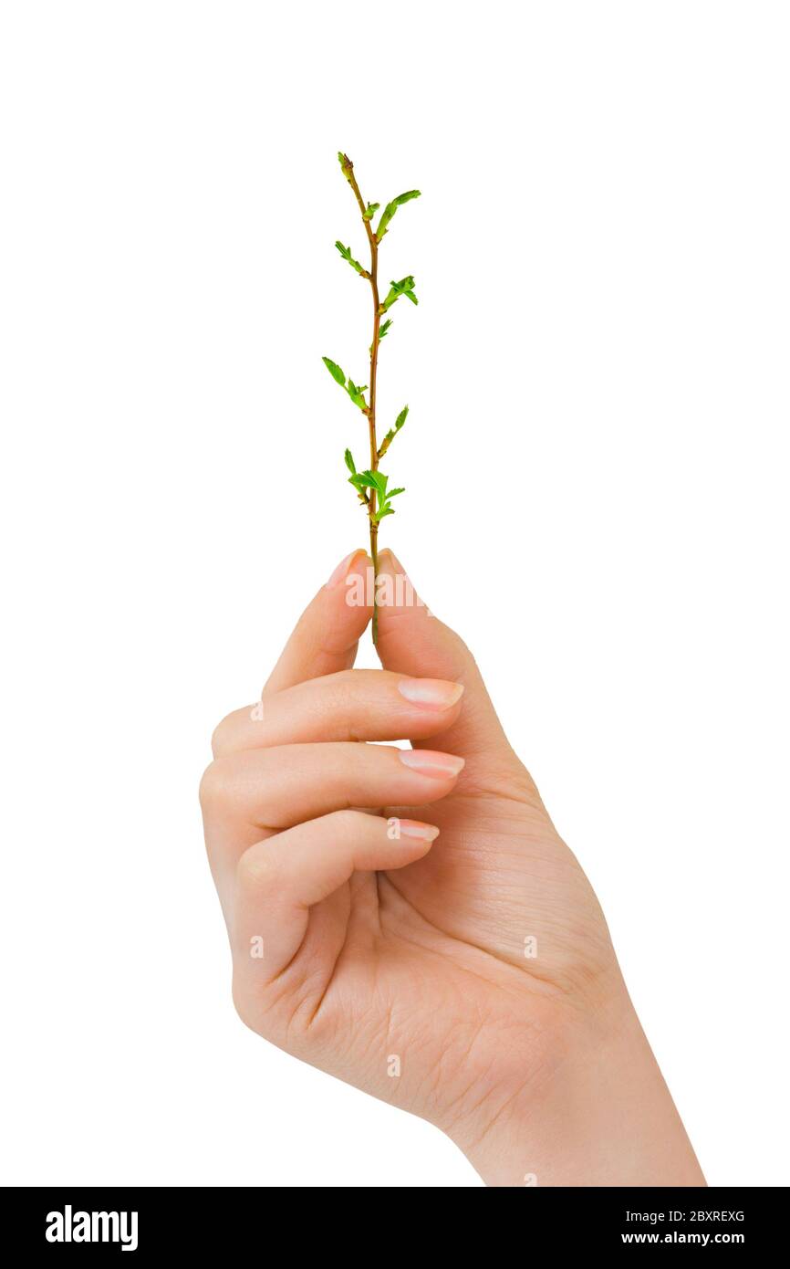 Girl holding plant seedling Cut Out Stock Images & Pictures - Alamy
