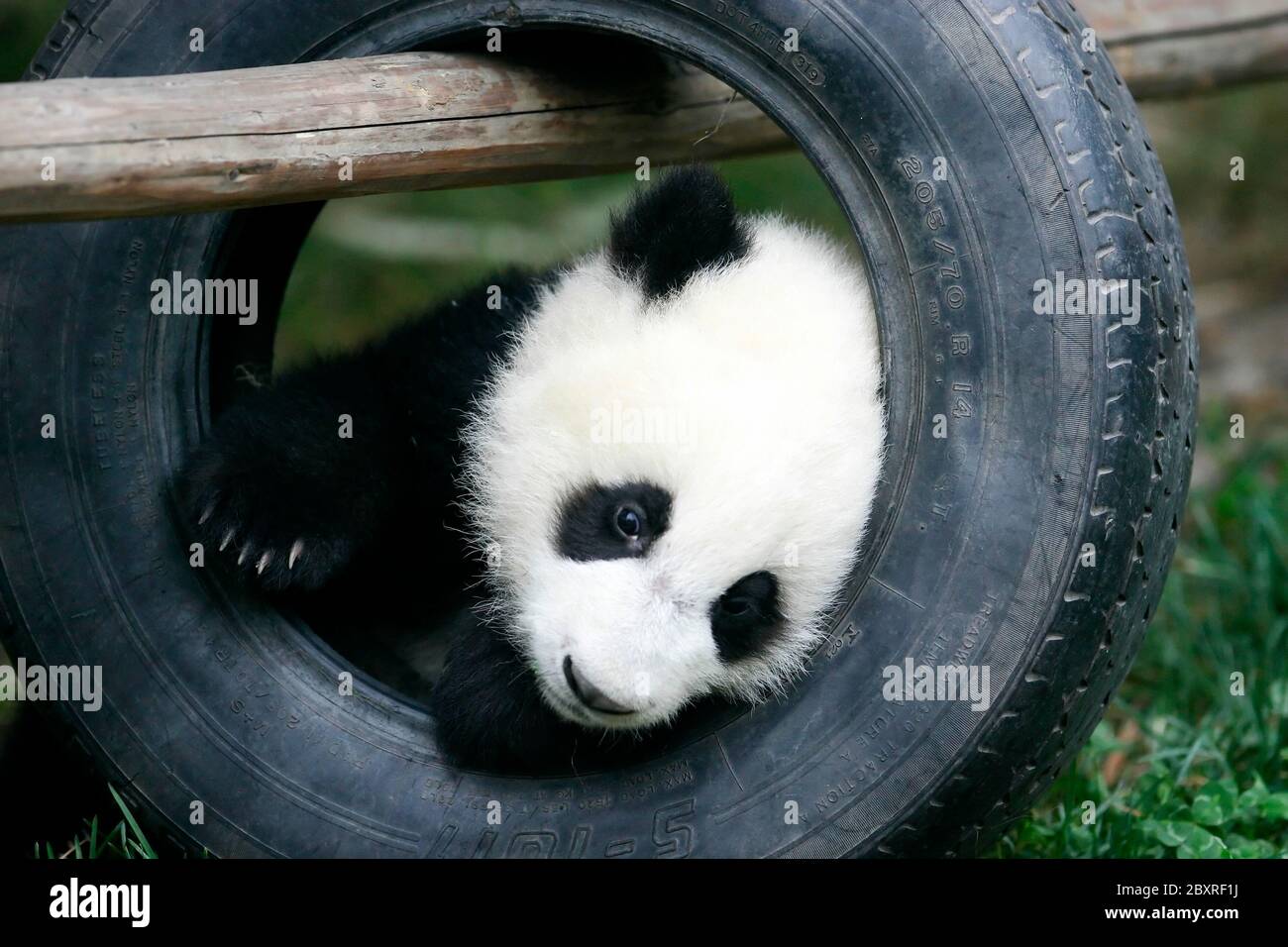 Giant Panda Cub Stock Photo - Alamy