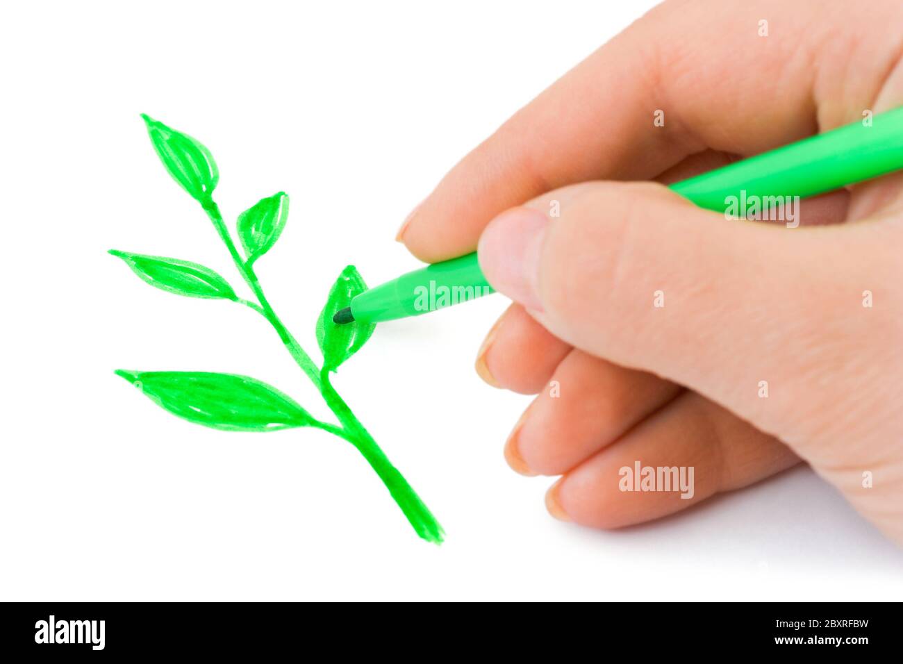 Hand drawing plant Stock Photo - Alamy