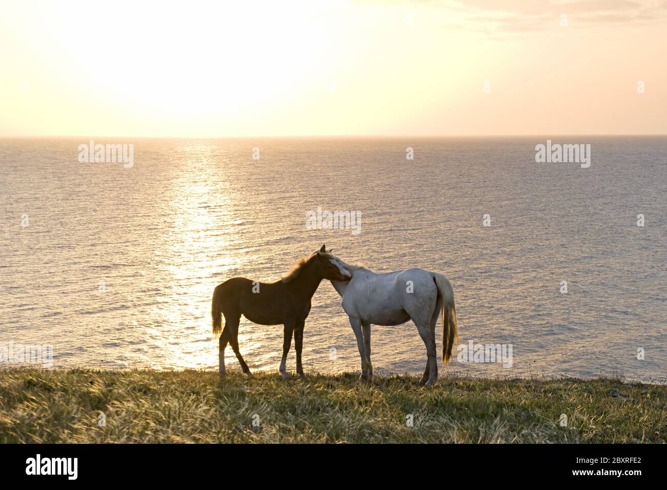 Two colored horses hi-res stock photography and images - Alamy