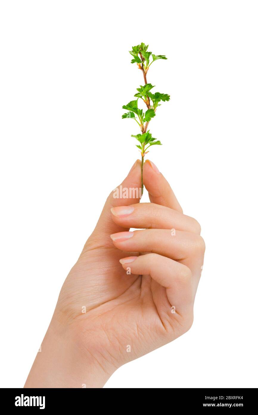 Hand with plant Stock Photo - Alamy