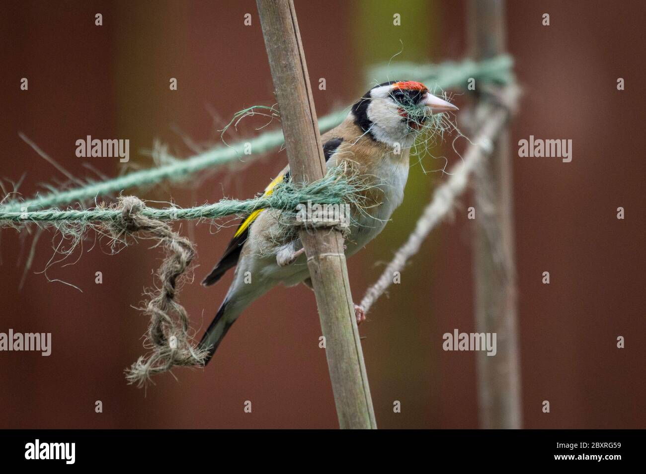 European goldfinch eggs hi-res stock photography and images - Alamy