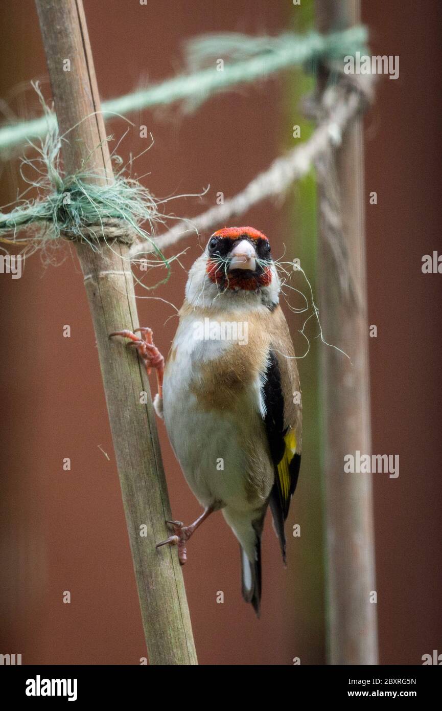 European goldfinch eggs hi-res stock photography and images - Alamy
