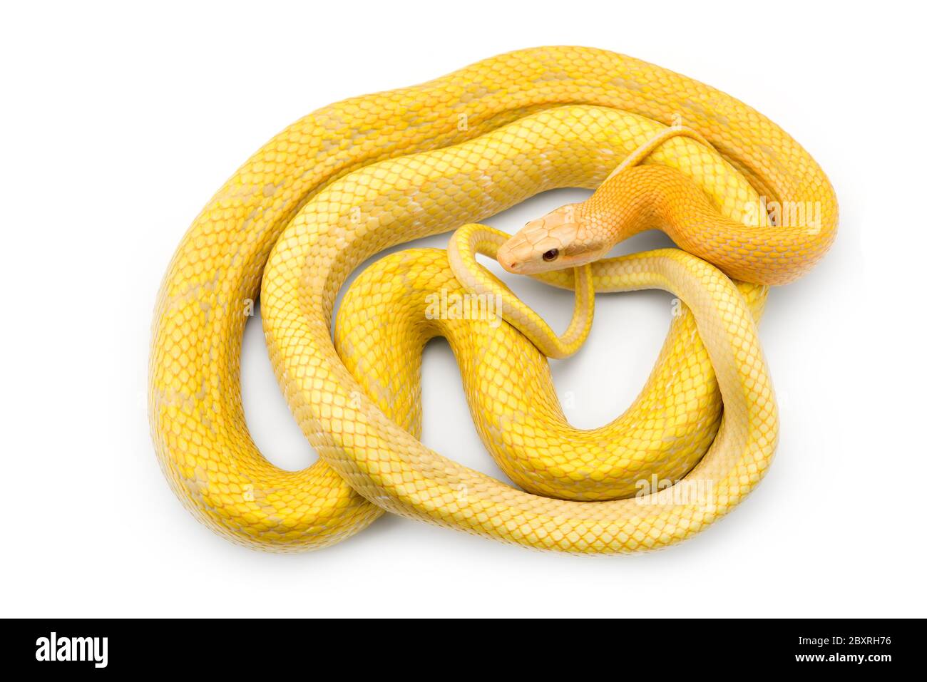 Beauty rat Snake albino isolated on white background Stock Photo - Alamy