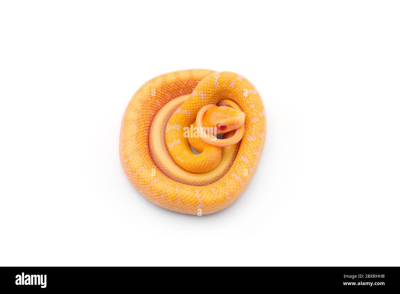 Beauty rat Snake albino isolated on white background Stock Photo - Alamy