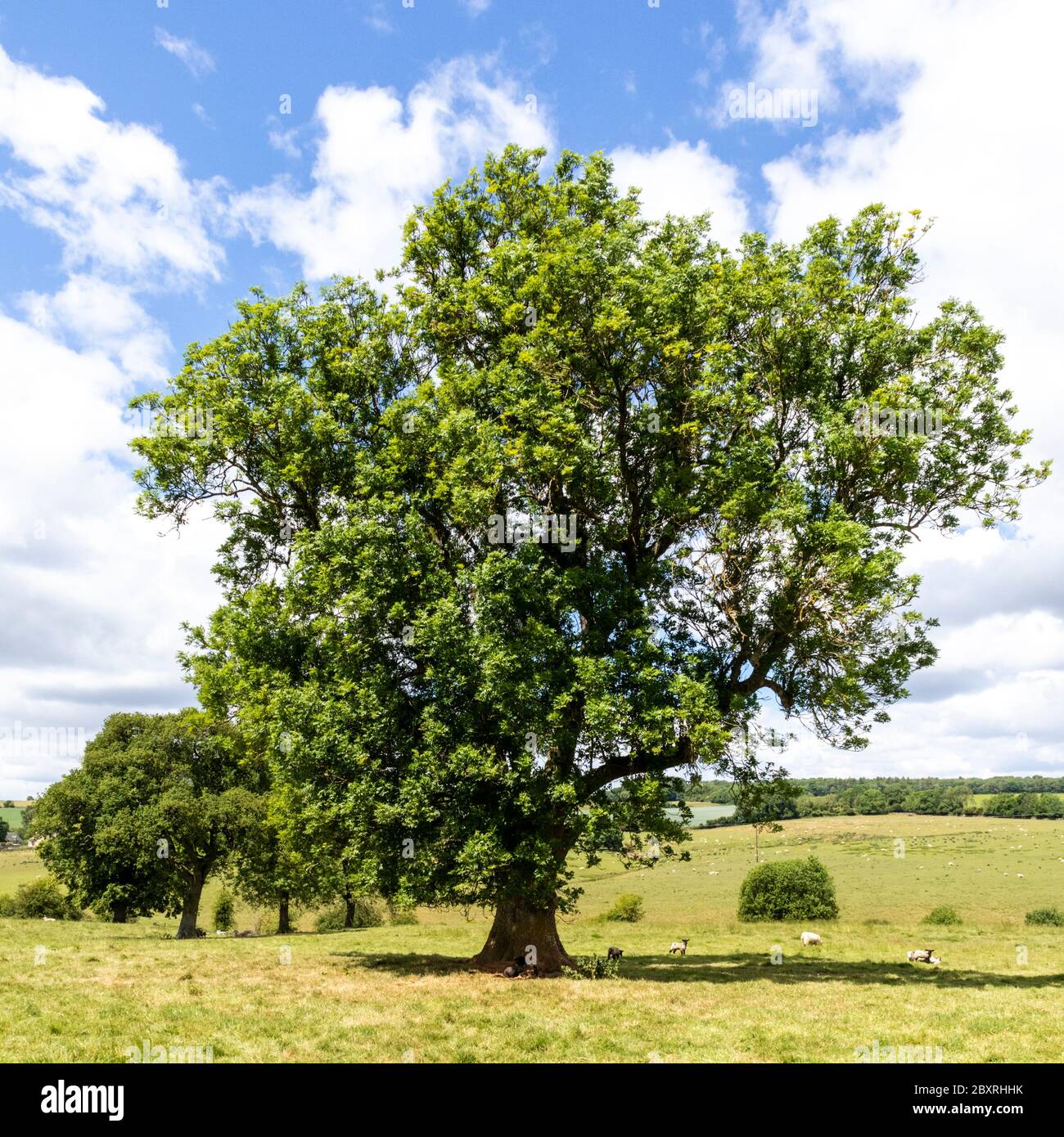 An ash tree in early June near the Cotswold village of Cutsdean ...