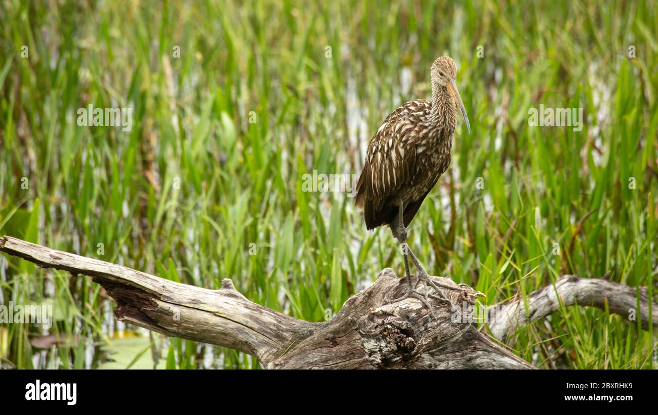 Limpkin bird spotted at the Loxahatchee National Wildlife Refuge at ...