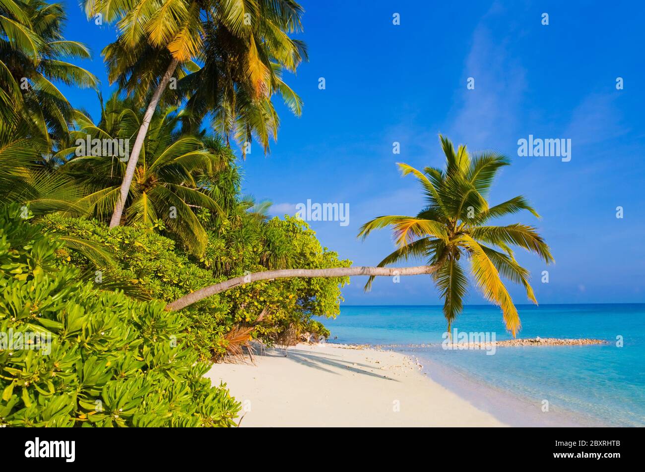 Bending palm tree on tropical beach Stock Photo - Alamy Bending palm tree on tropical beach Stock Photo - Alamy