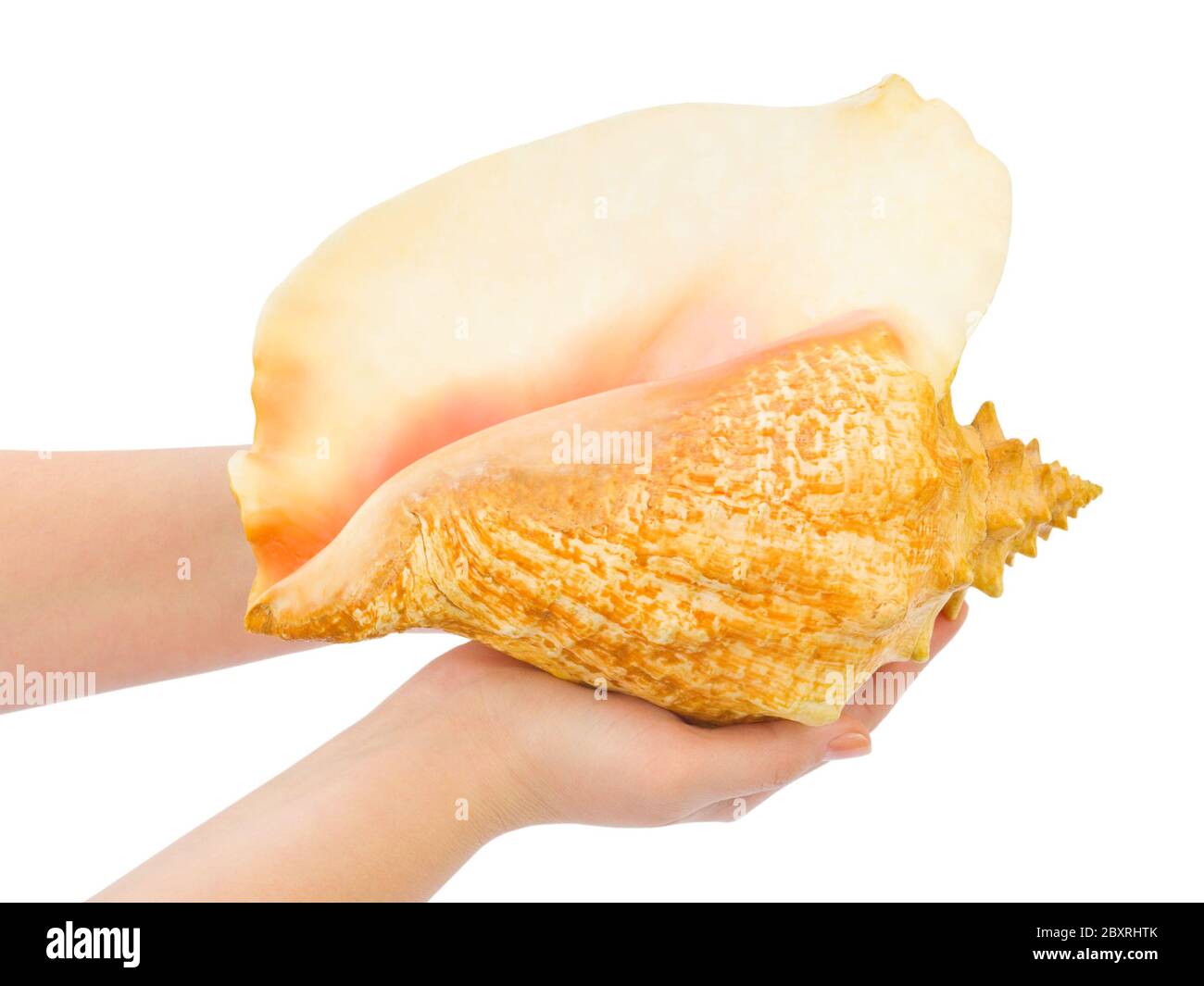 Hands and big conch Stock Photo - Alamy