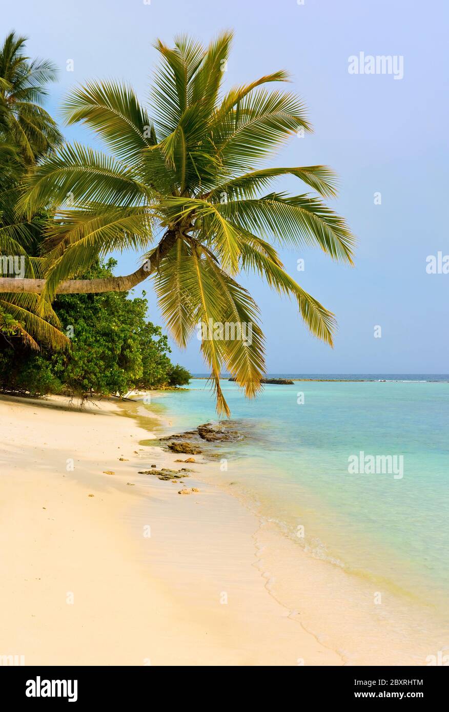 Beach palm tree tropical hi-res stock photography and images - Alamy