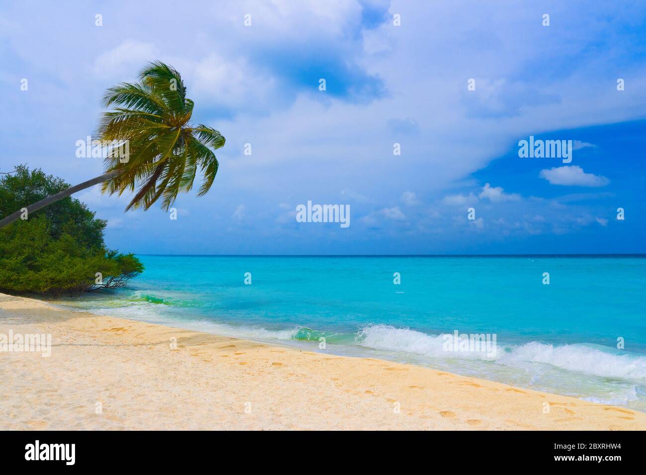 Bending palm tree on tropical beach Stock Photo - Alamy