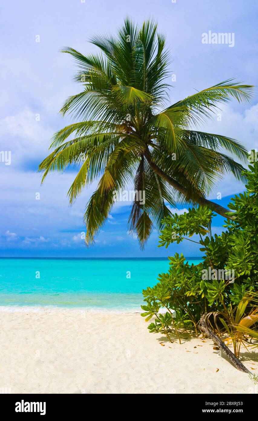 Bending palm tree on tropical beach Stock Photo - Alamy Bending palm tree on tropical beach Stock Photo - Alamy