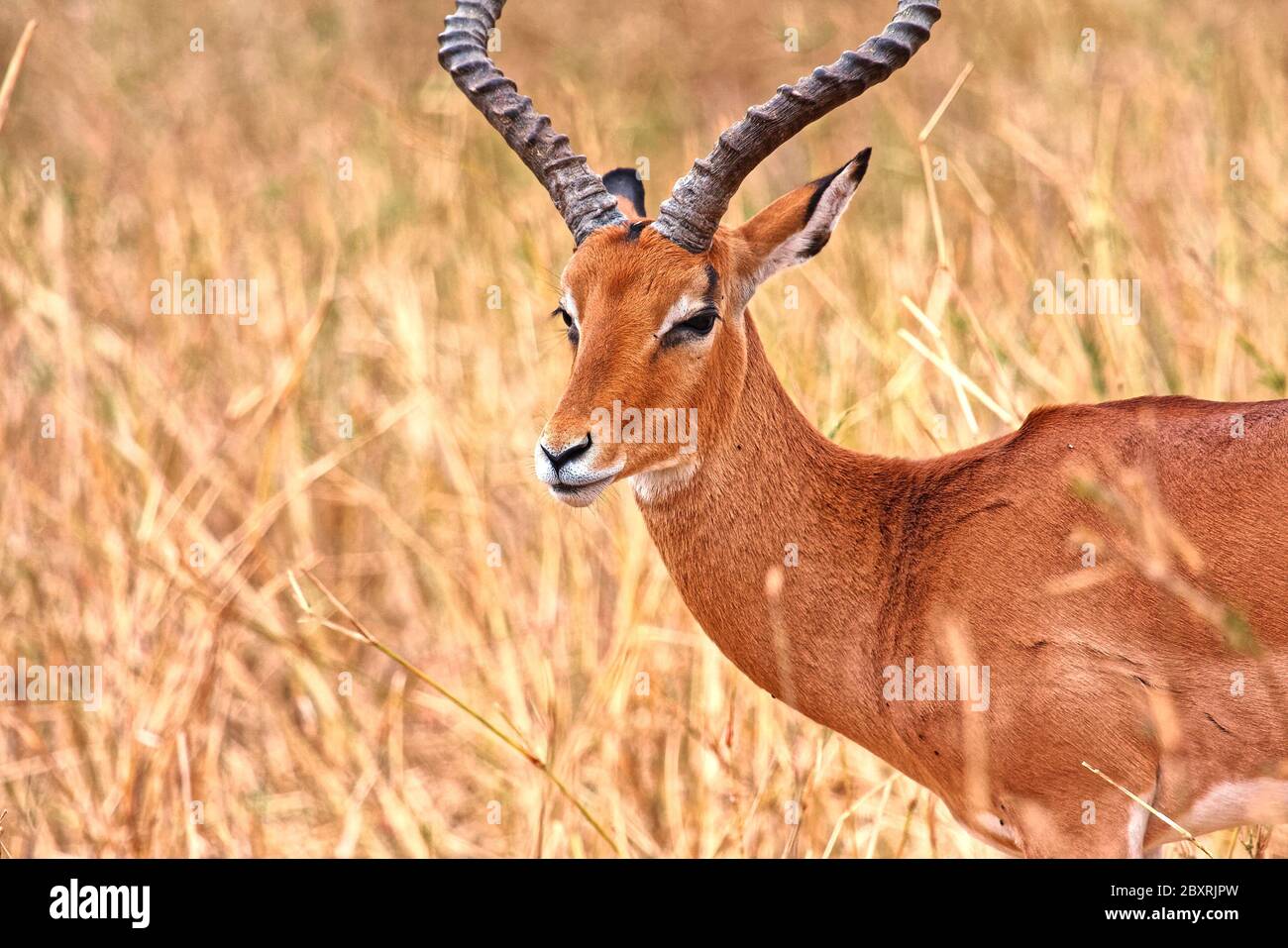hartebeest, Alcelaphus buselaphus, wildlife, animal, mammal, fast ...