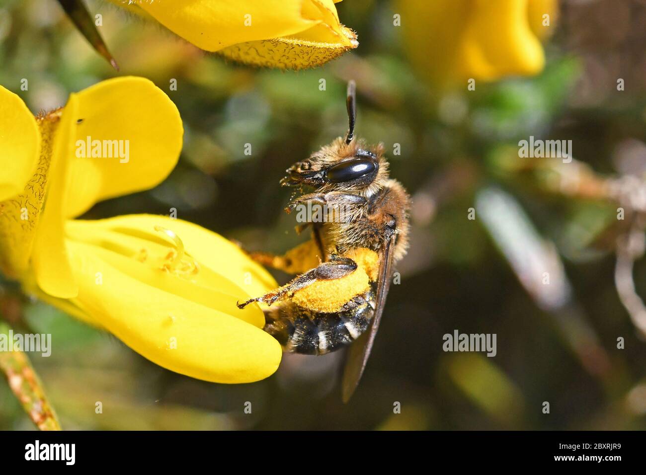 Small Gorse Mining Bee (Andrena ovatula) female Stock Photo - Alamy