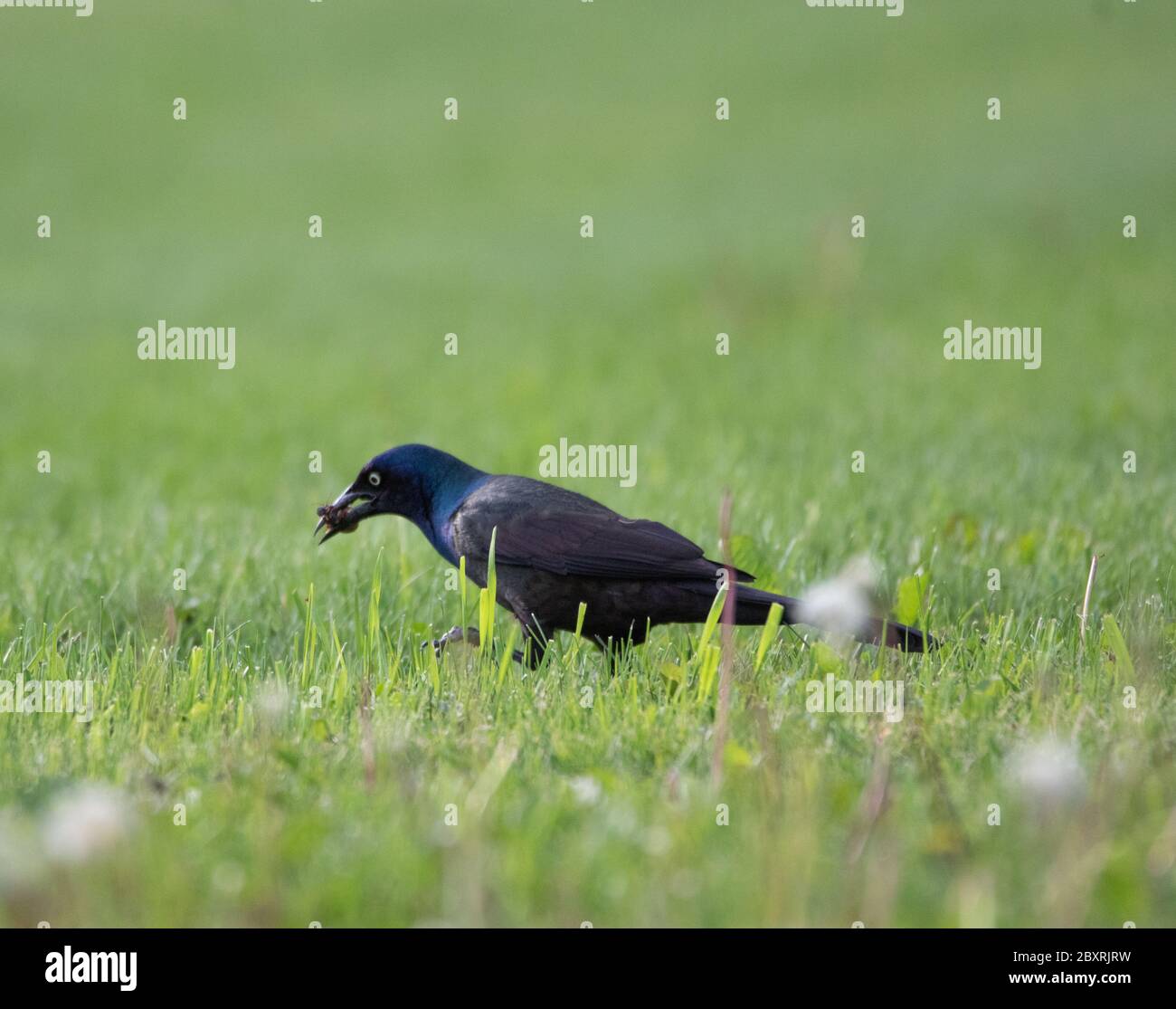 Food chain ecosystem hi-res stock photography and images - Alamy