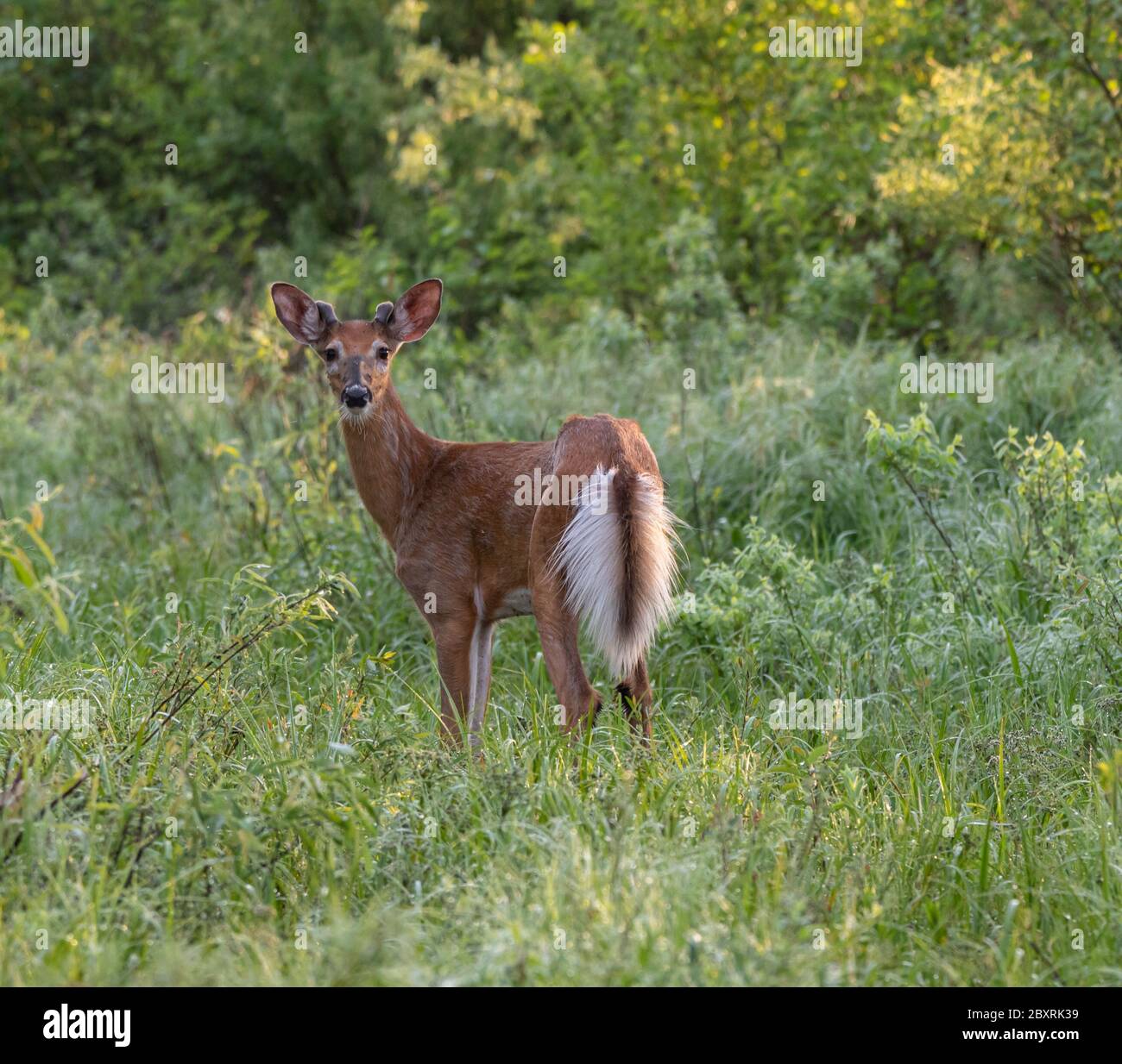 A young male white tailed deer standing in a lush green clearing in ...