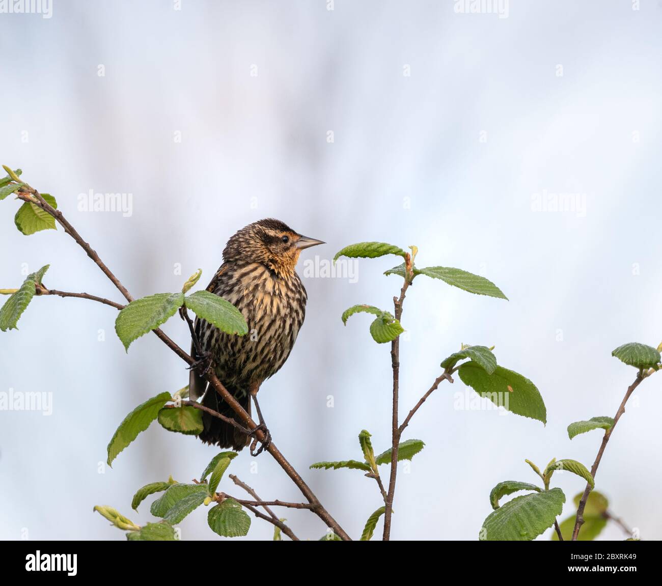 A front and profile view of a female red winged blackbird in leafy ...