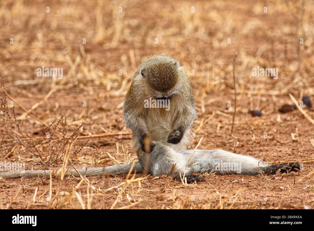 Long tail monkey hi-res stock photography and images - Alamy