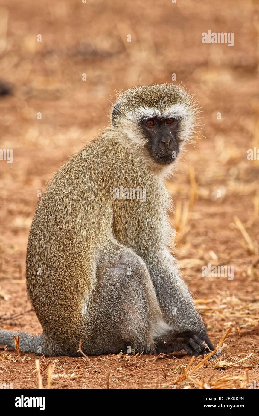 Vervet monkey, portrait; sitting; close-up; Cercopithecus aethiops ...