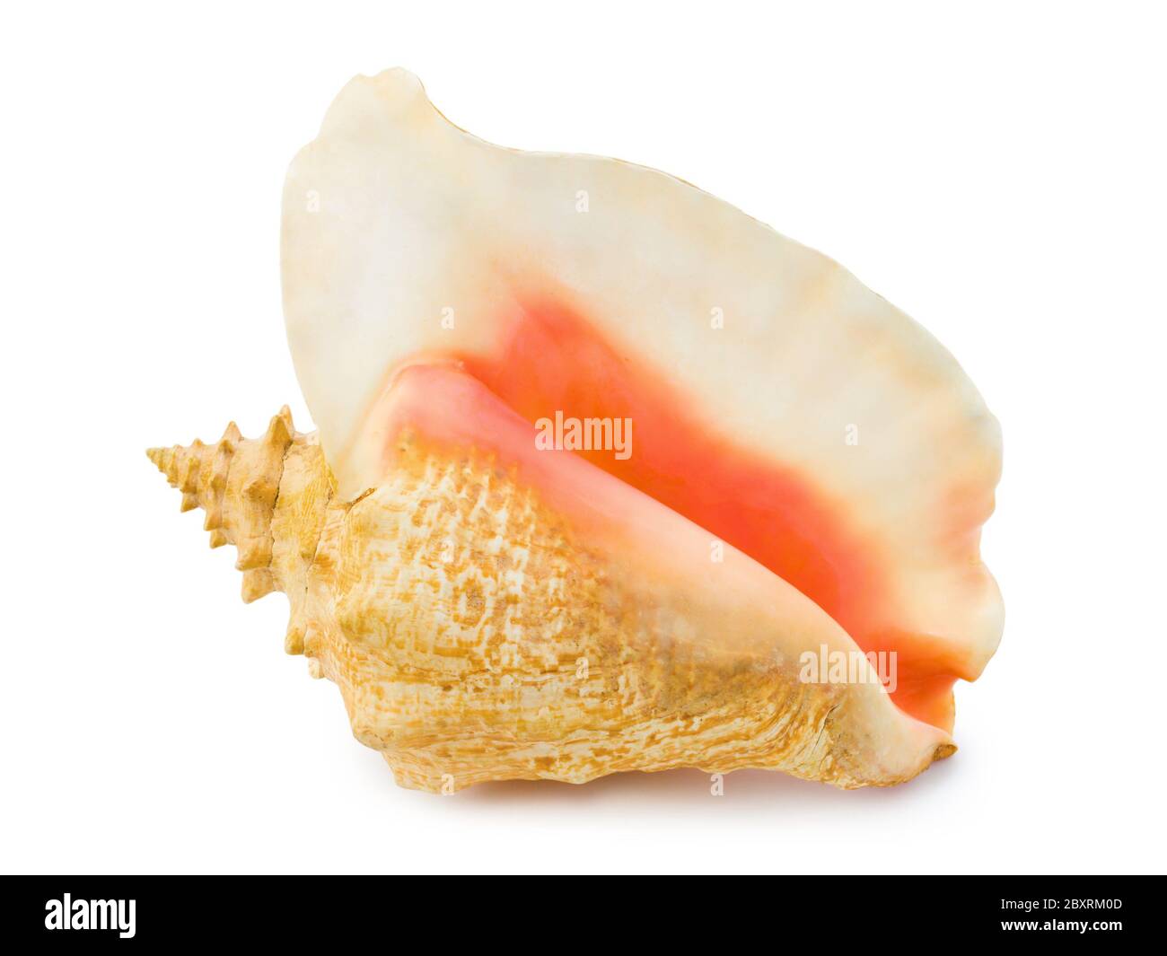 Big reef Cut Out Stock Images & Pictures - Alamy