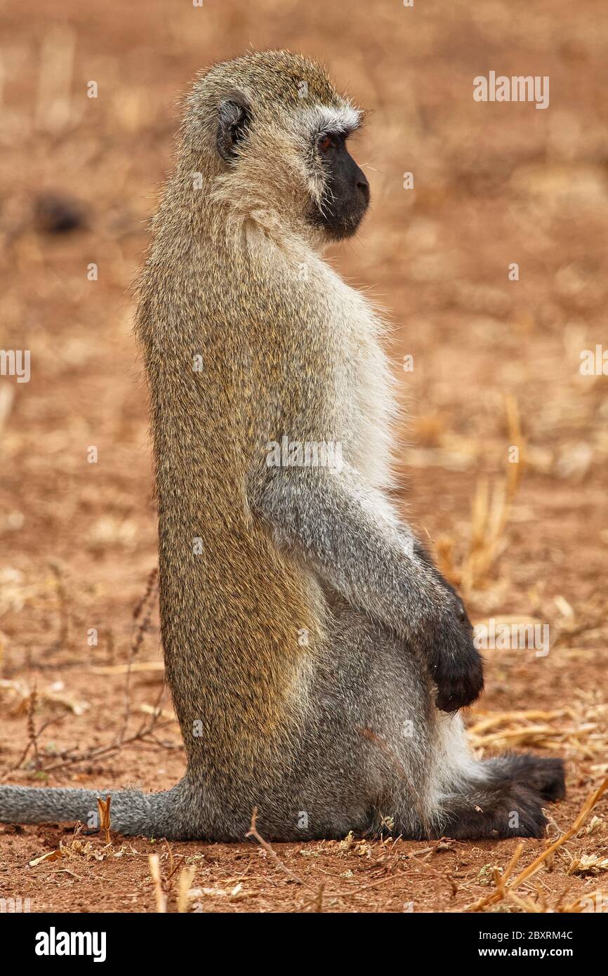 Vervet monkey, portrait; sitting up straight; close-up; side view ...