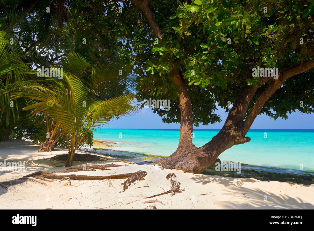 Tree on tropical beach Stock Photo - Alamy