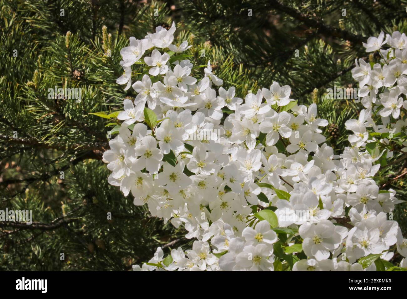 Selective focus. Spring background - white flowers of apple tree ...