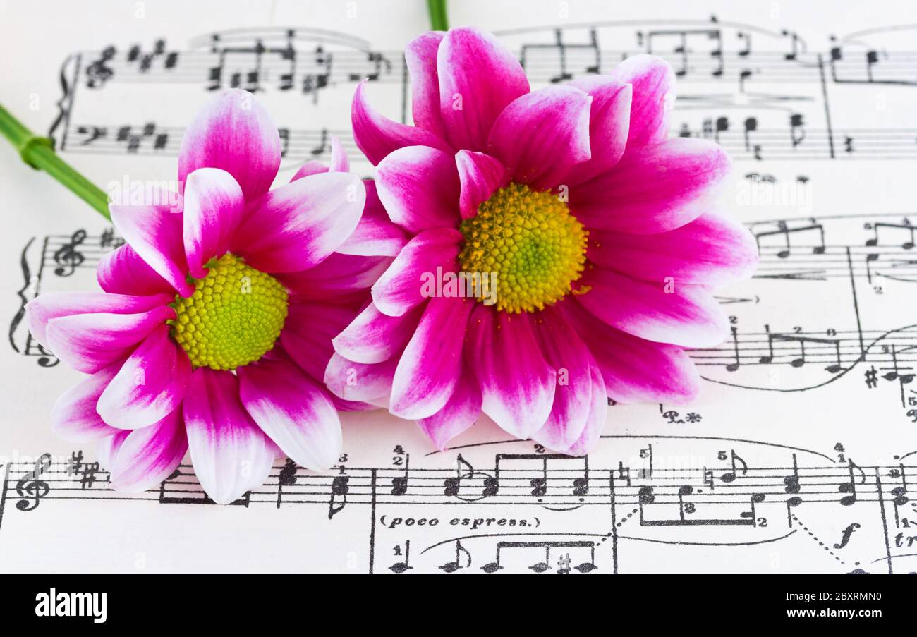 Flowers on sheet music Stock Photo - Alamy