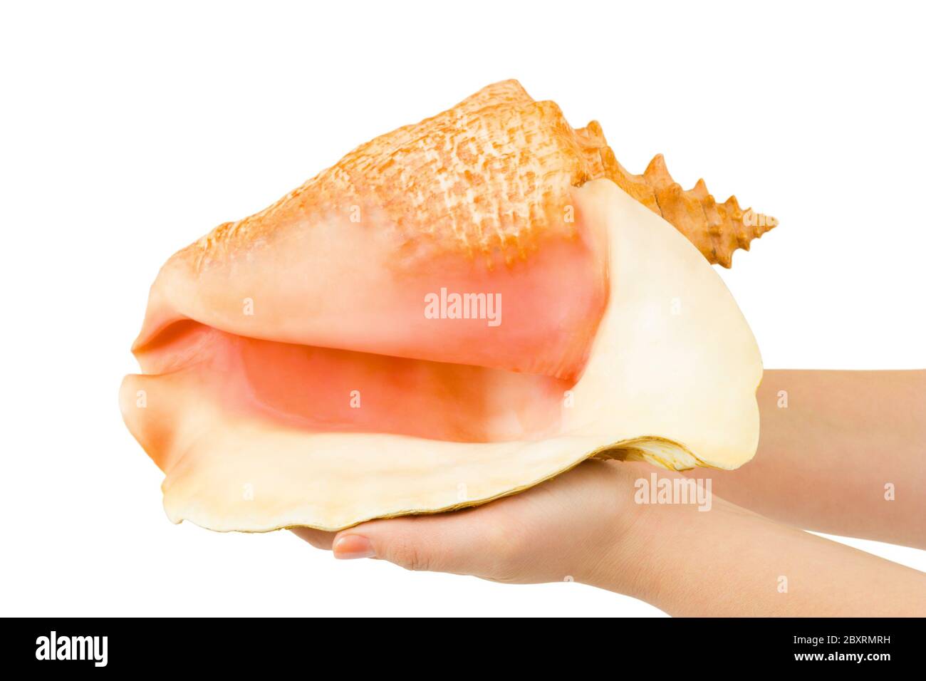 Hands and sea shell Stock Photo - Alamy