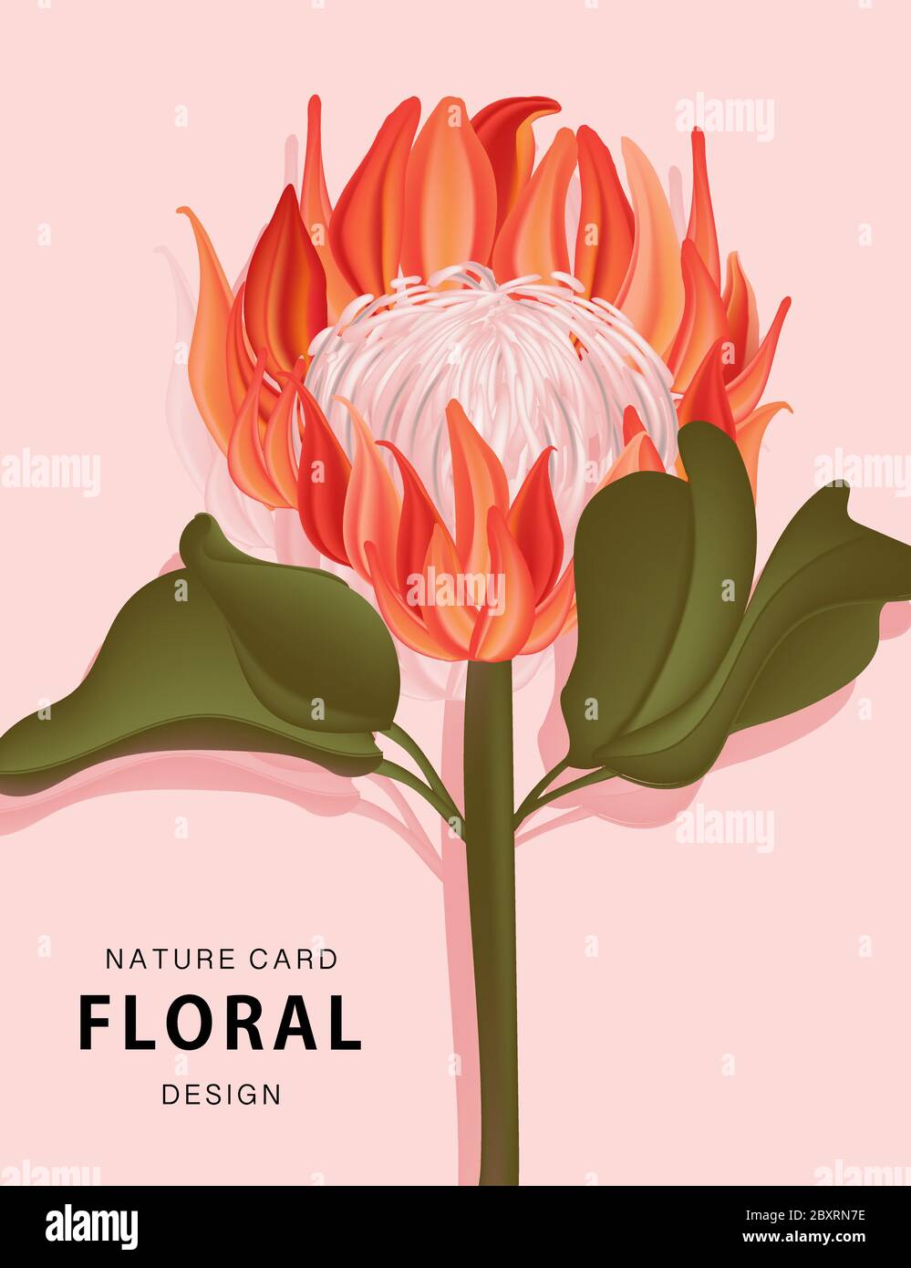 Protea Flower Vector